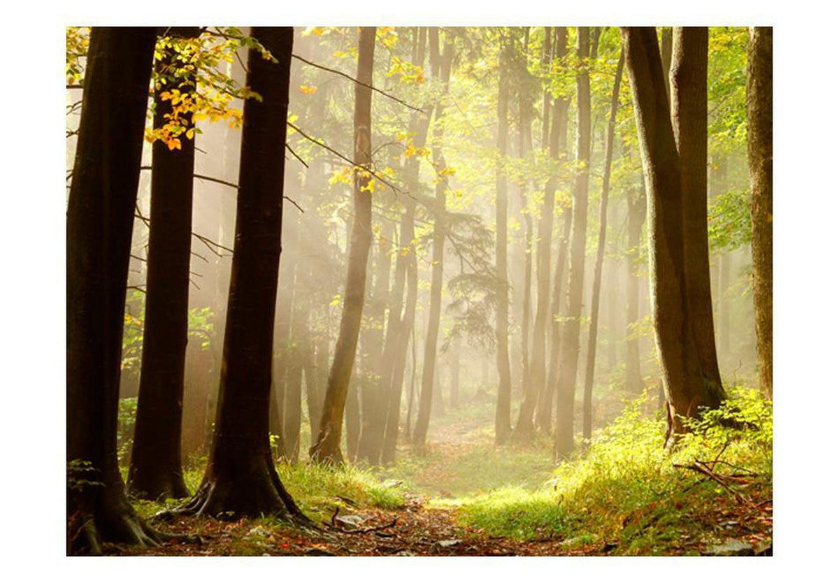 Landscape Wallpaper Wall Mural - Mysterious Forest Path – Tiptophomedecor